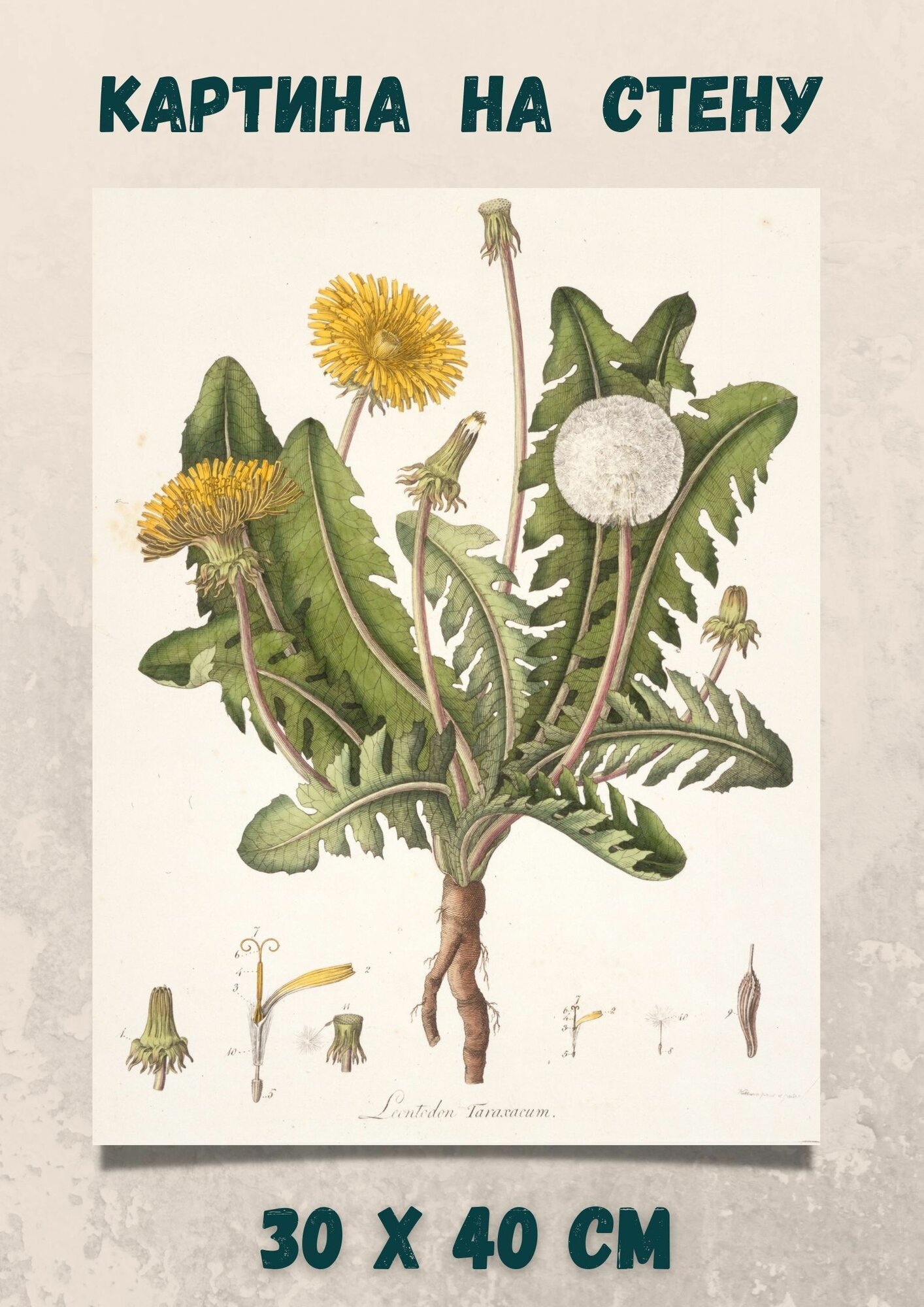 Картина на холсте в стиле Ботаника "Цветы в разрезе" 30х40