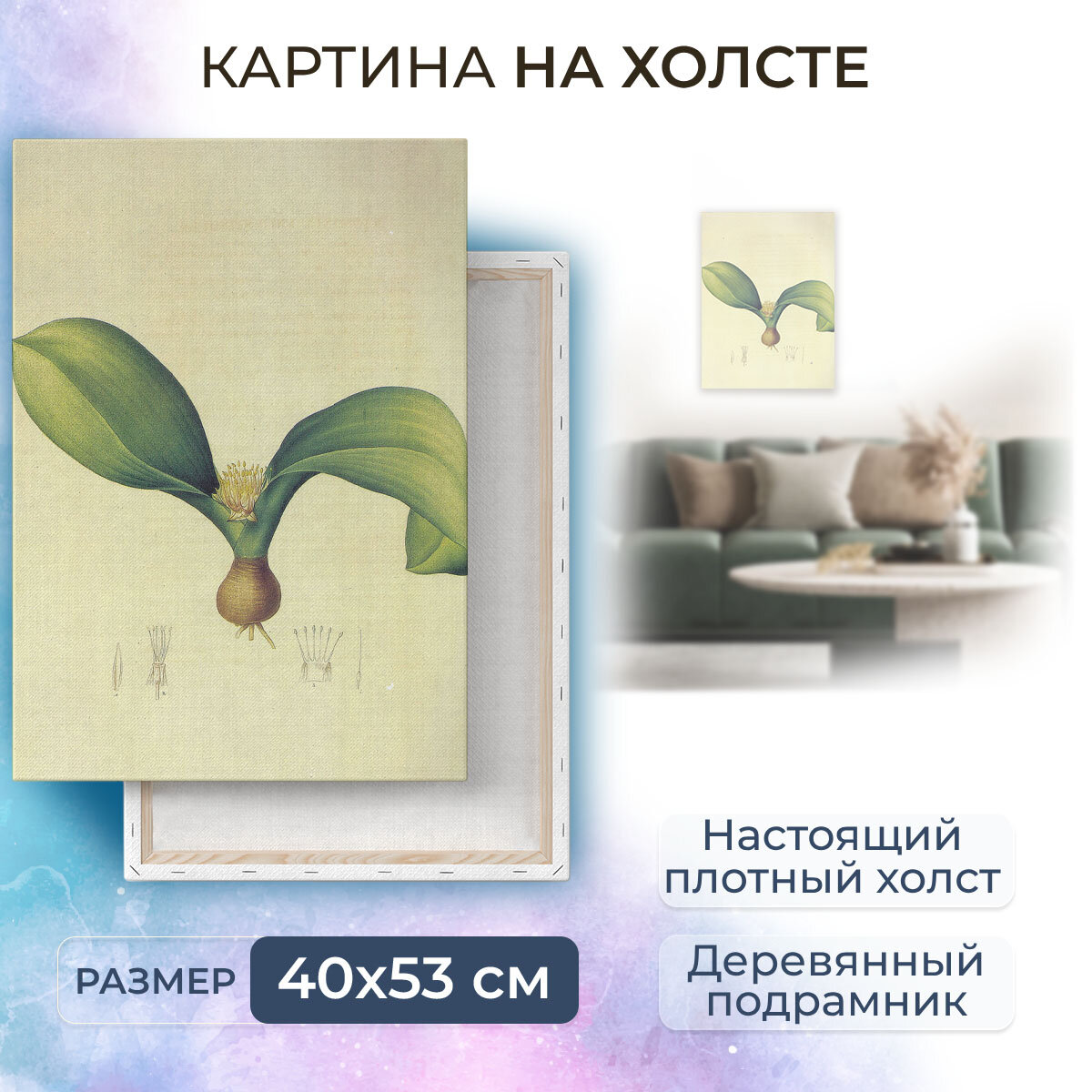 Картина на холсте с подрамником / Pierr - Joseph Redoute / Пьер-Жозеф Редуте