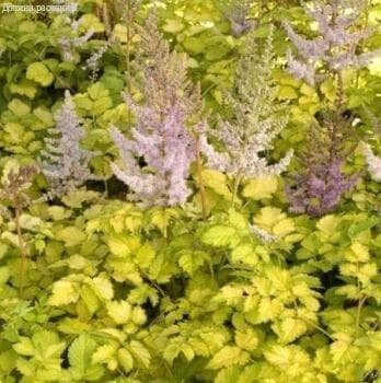 Астильба Колор Флэш Лайм (1 корневище в горшке р9), Нидерланды