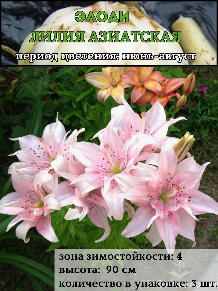 Лилия азиатская Элоди, луковицы 3 штуки