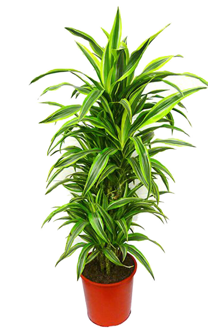 Драцена Лемон Лайм куст - Dracaena fr. Lemon Lime D30 H140