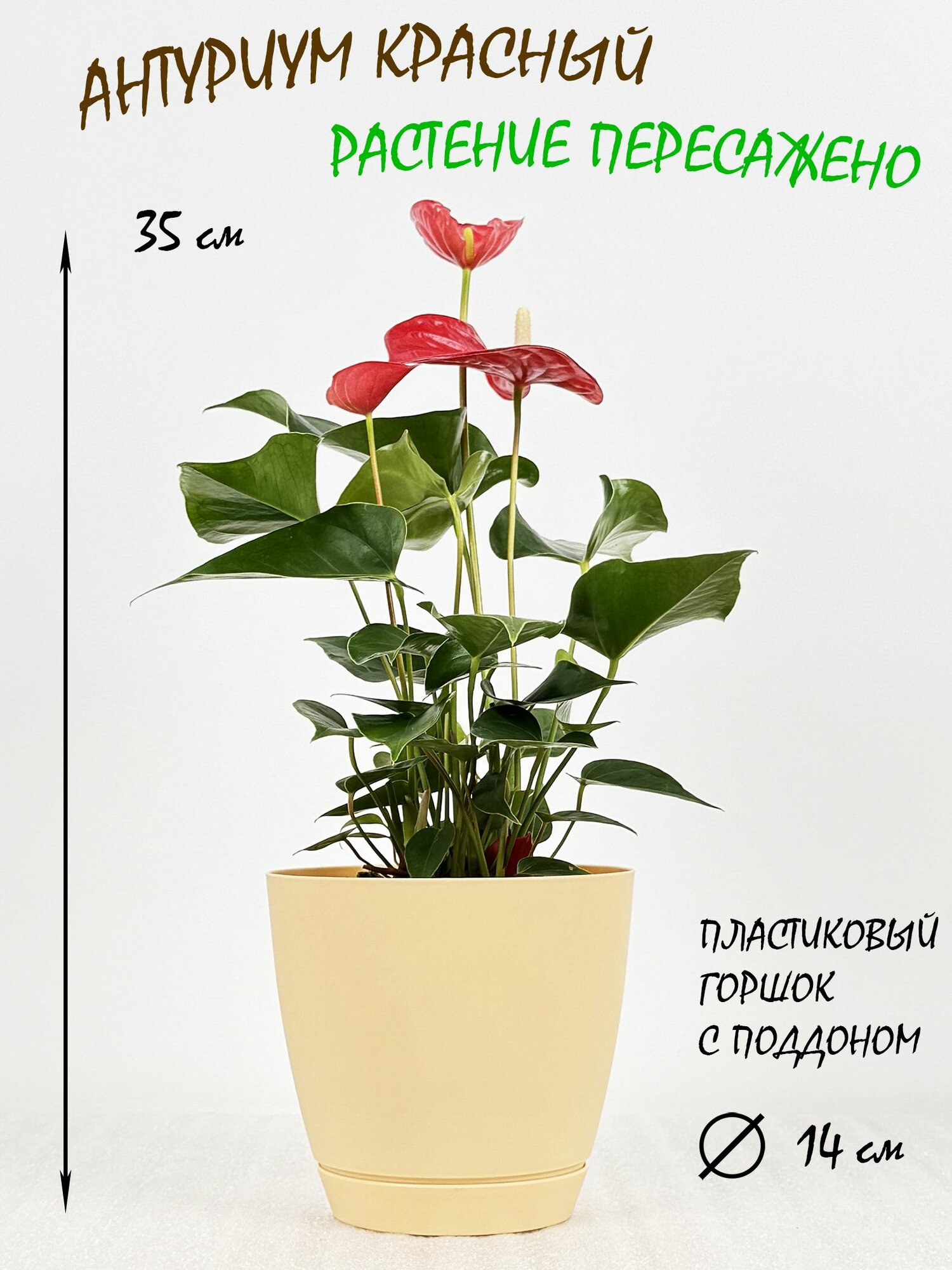 Антуриум красный в кремовом пластиковом горшке с поддоном, высота 30-35см
