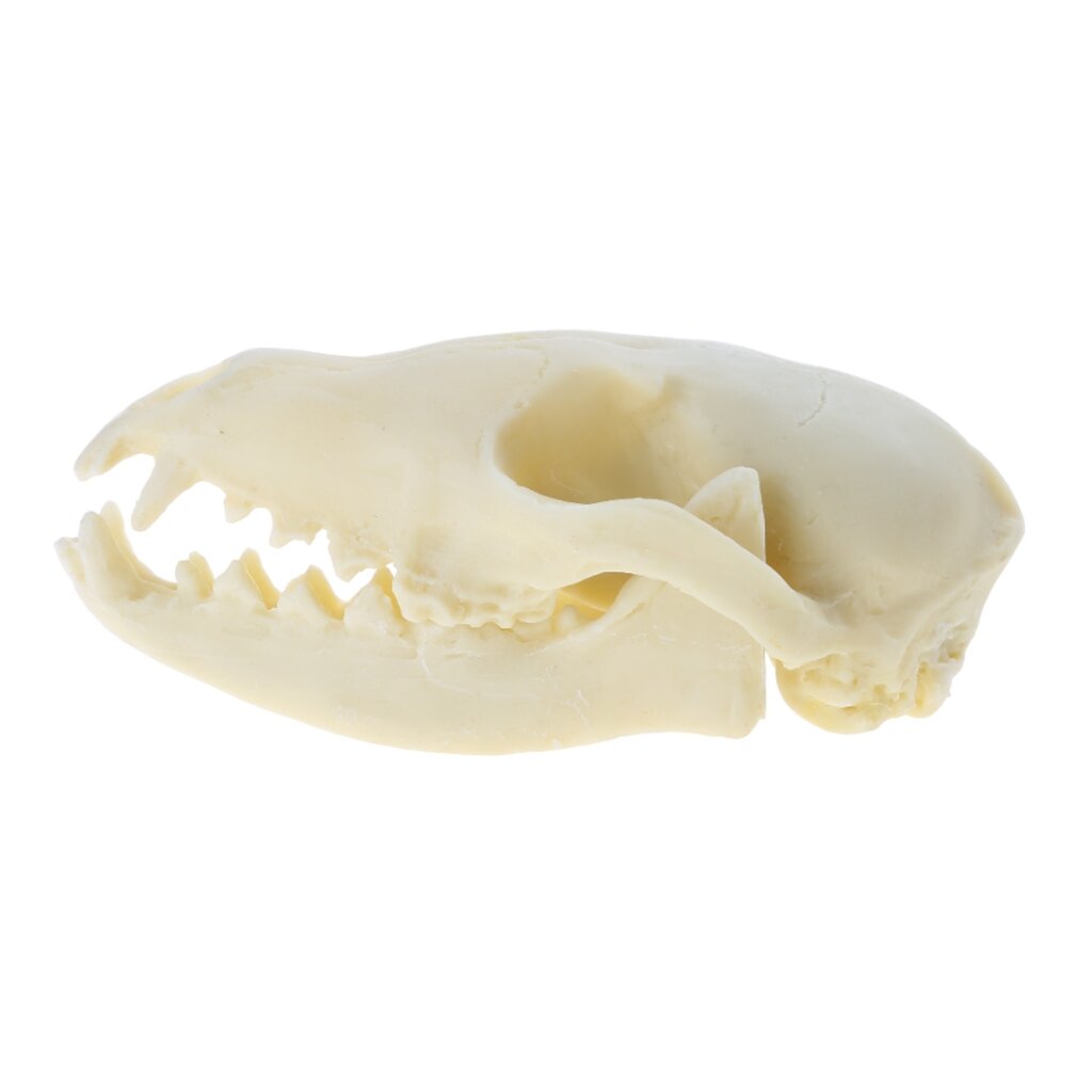 Реалистичные Кости Череп для Головы Образец Скелета Из Смолы Модель Реквизита для Хэллоуина Декабрь