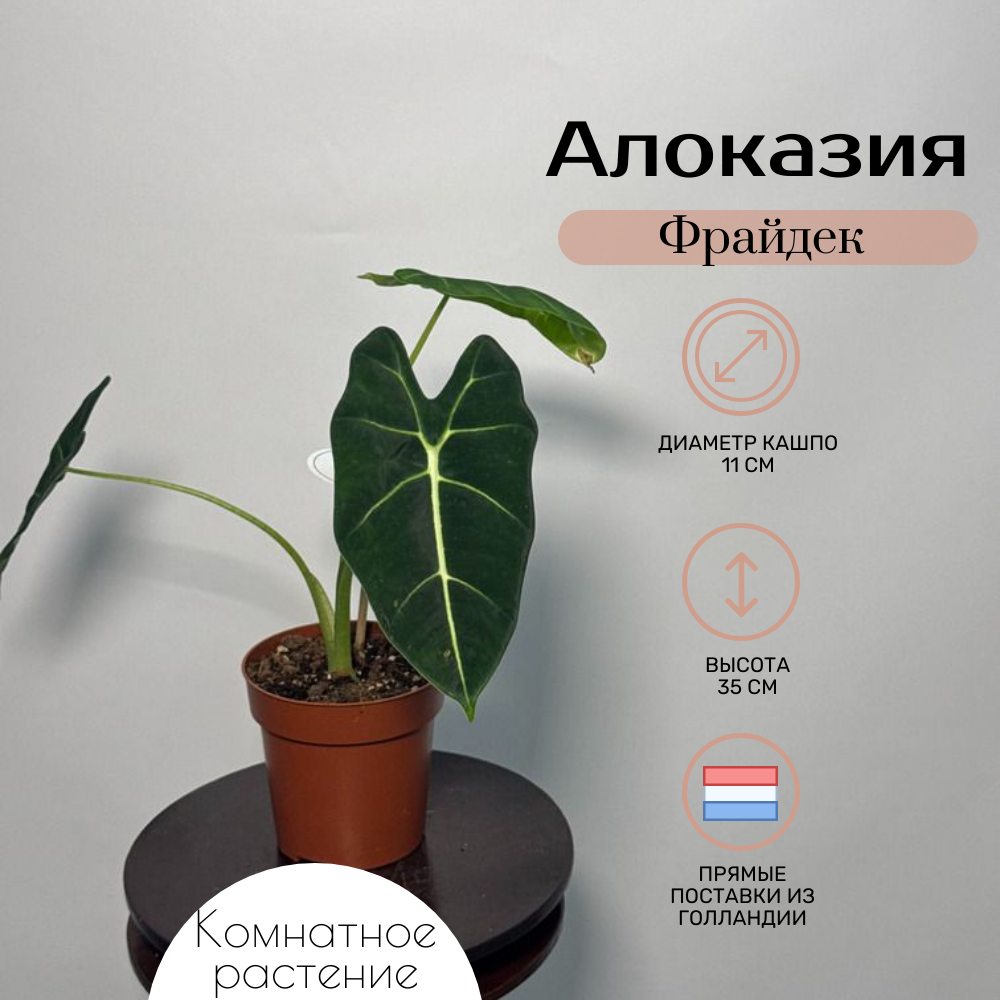 Комнатное растение Алоказия Фрайдек в транспортировочном кашпо, высота 35 см