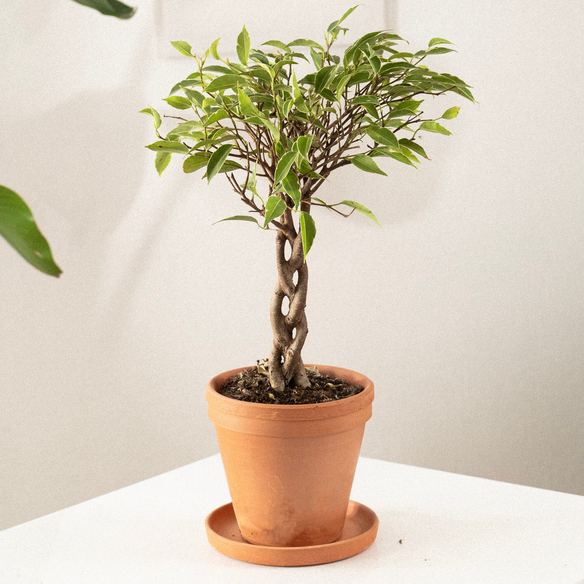 Фикус бенджамина переплетенный в керамическом кашпо