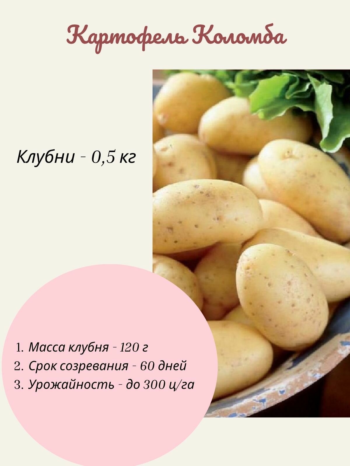 Картофель белый Коломба 0,5 кг на посадку