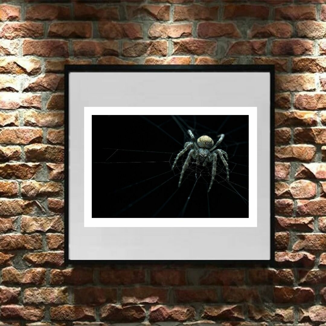 Постер "Паук №14" Cool Eshe из коллекции "Природа"