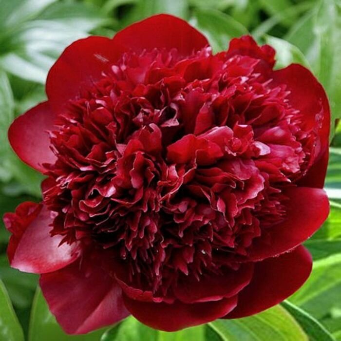 Пион Леди ин Ред 1 шт