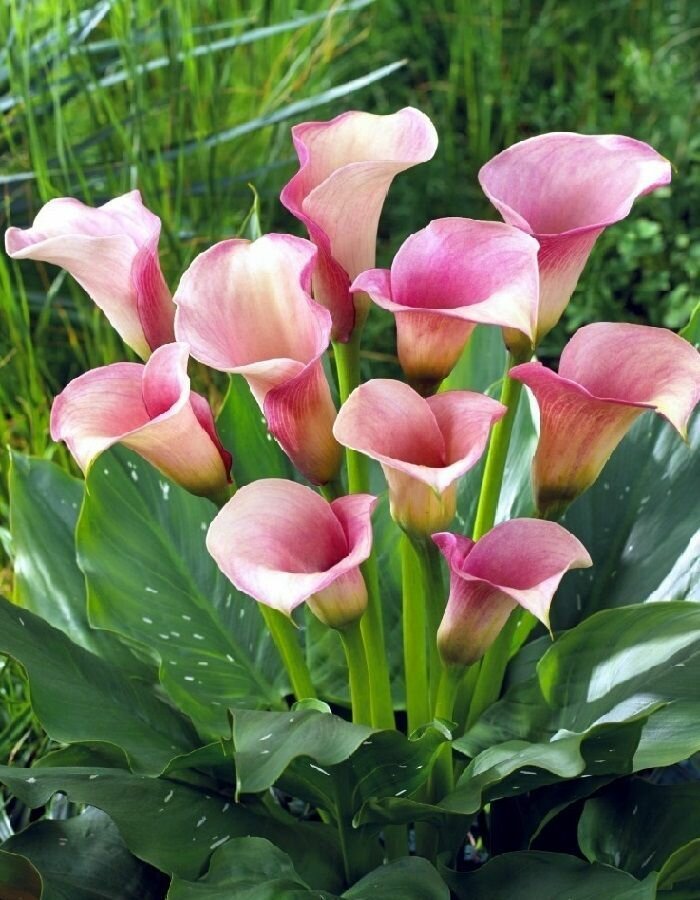 Калла Кристал Блаш 1шт