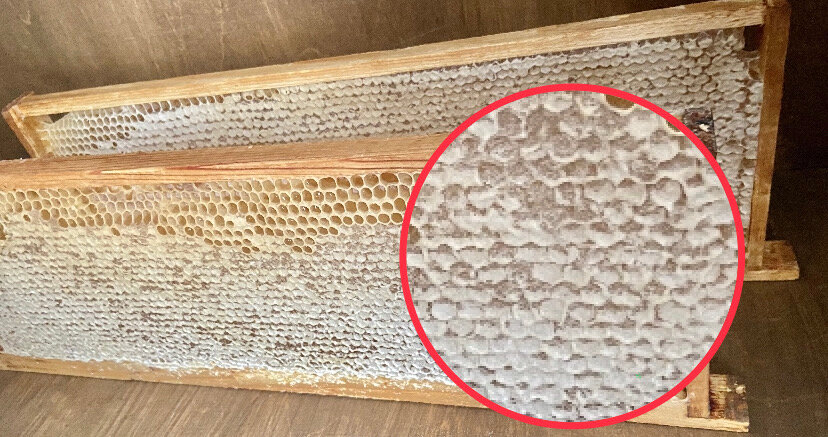 Сотовый мёд "Пчелкин мёд" в сотах 2-2.2 кг, Алтайский край, 2025