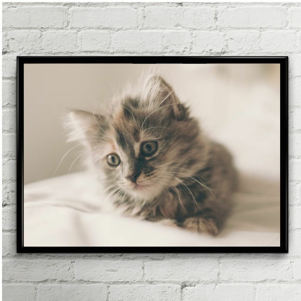 Плакат "Милый серенький котенок" Cool Eshe из коллекции "Природа", плакат А3