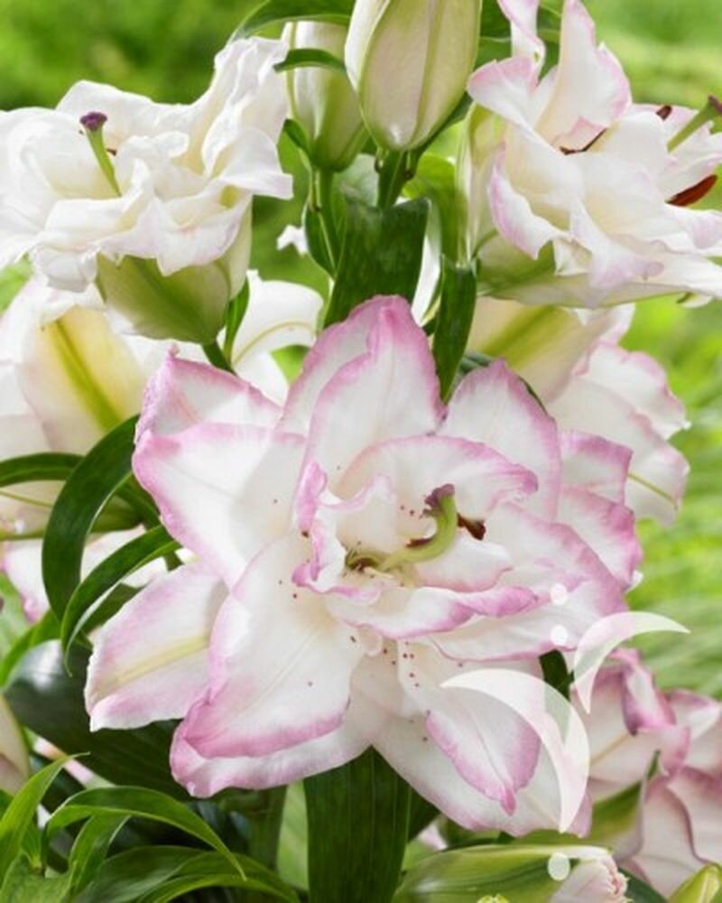 Луковицы поиск лилия бьютитренд 1 шт