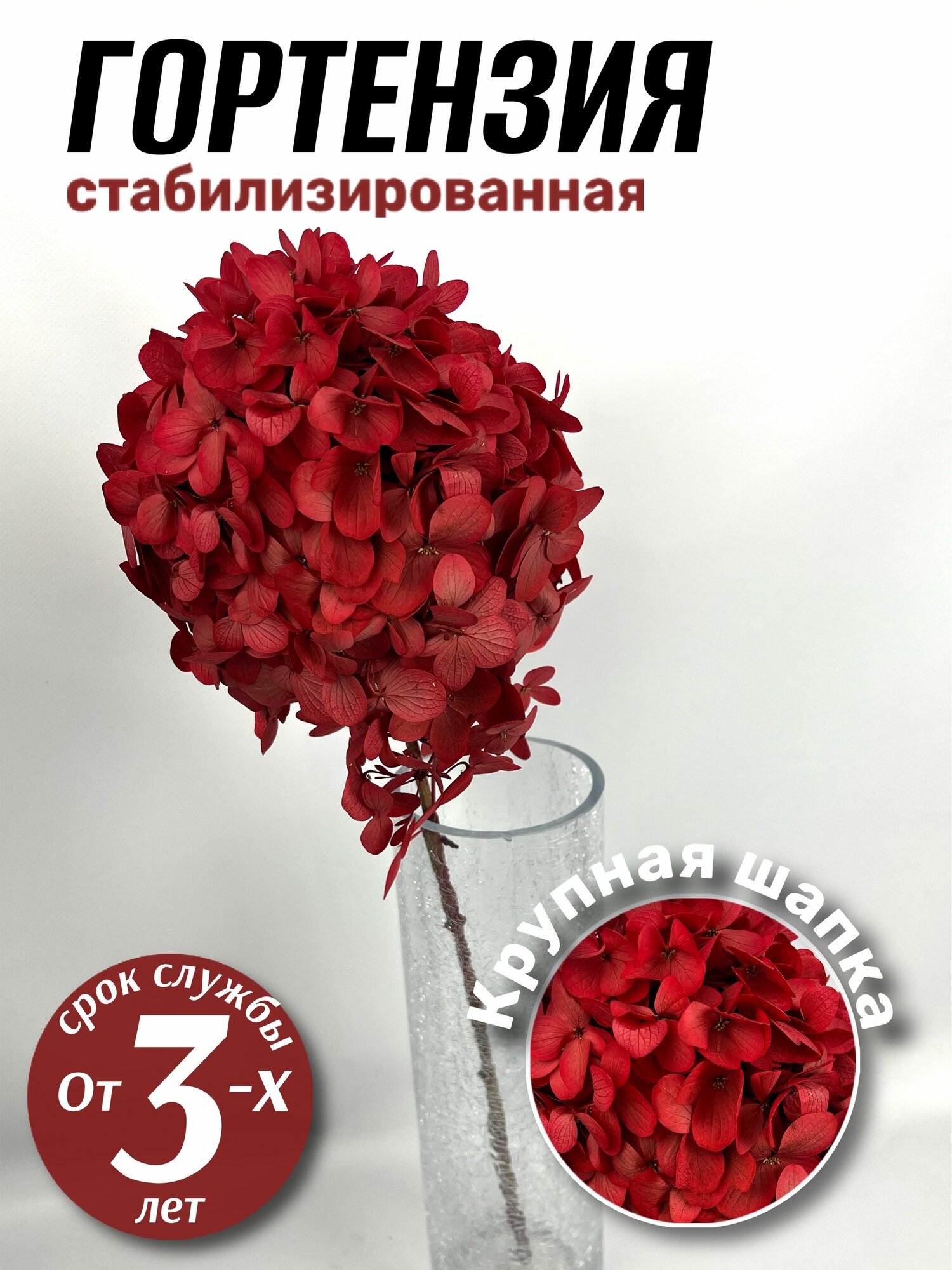 Гортензия стабилизированная