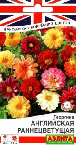 Георгина раннецветущая Английская ( 3 упаковки ) , смесь окрасок