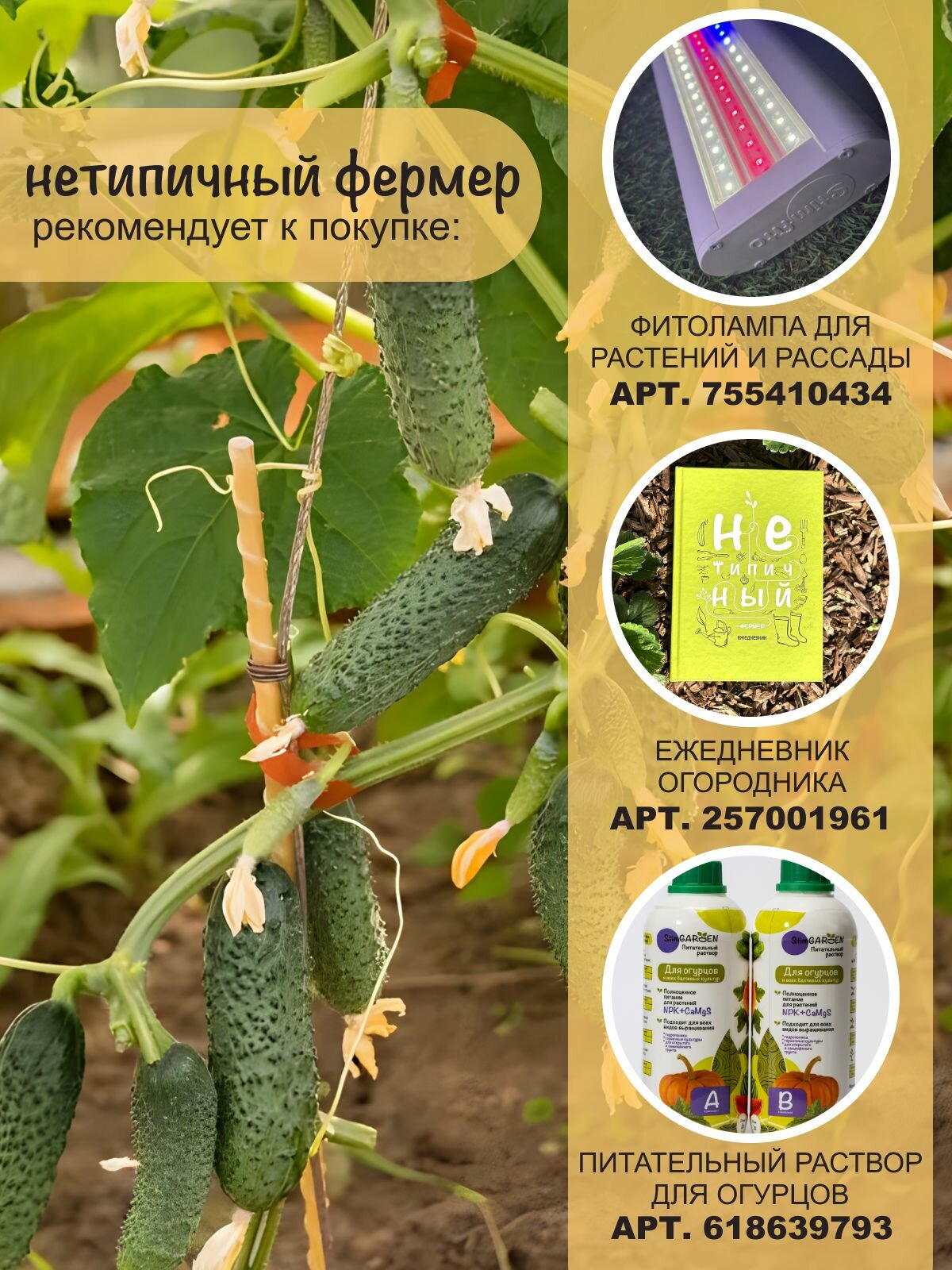 Семена огурцов Бинго — фото 1