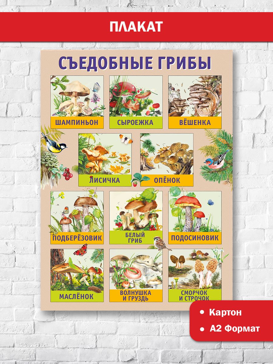 Плакат съедобные грибы