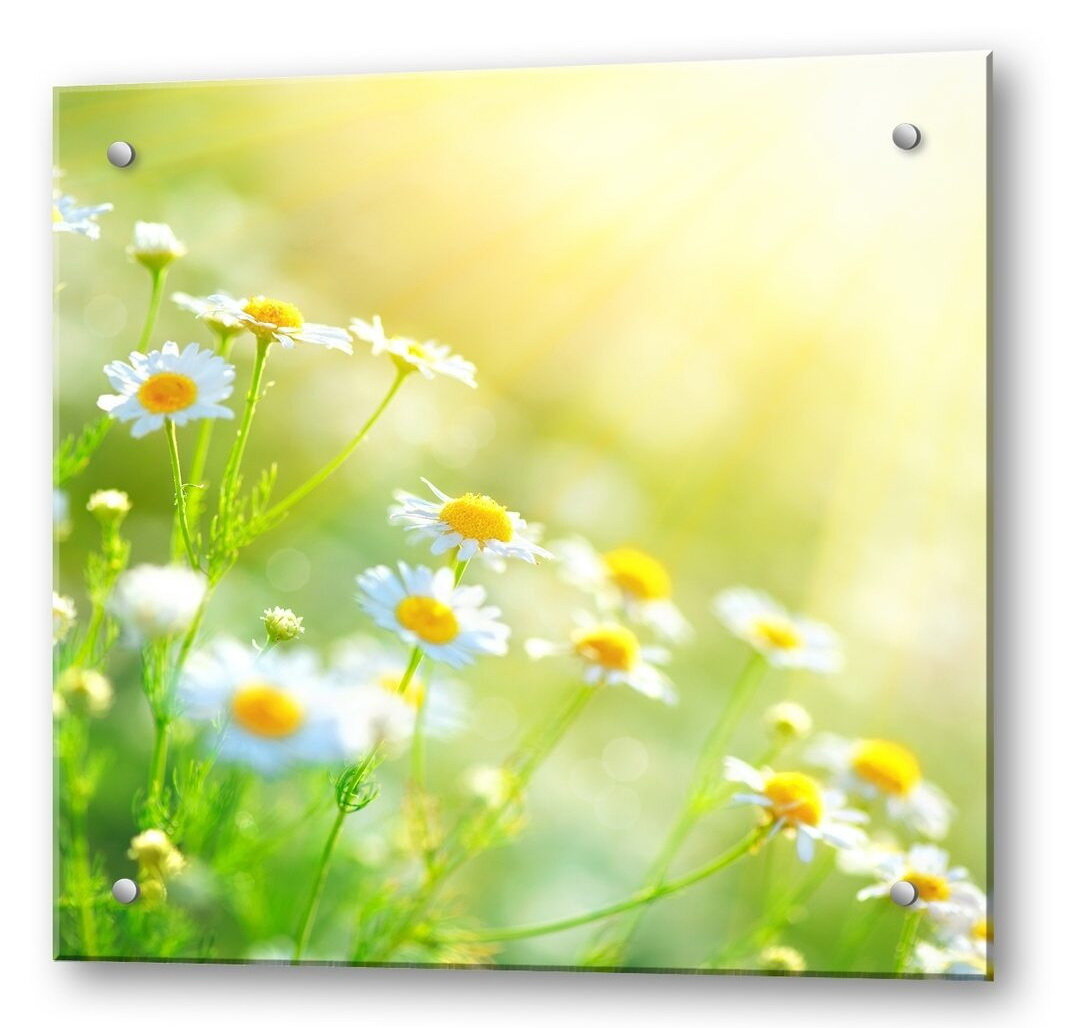 Кухонный экран из закаленного стекла "белые ромашки" - (600х600х4 мм)