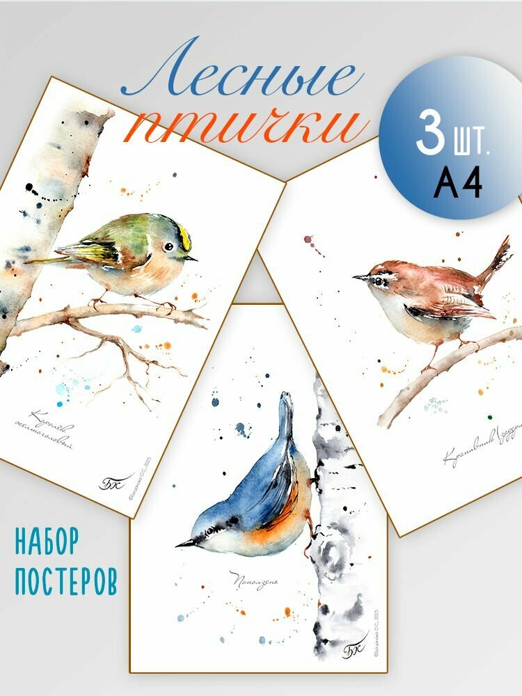 Набор интерьерных постеров "Лесные птички: королек, крапивник и поползень", акварельные картины с птицами, обучащие плакаты