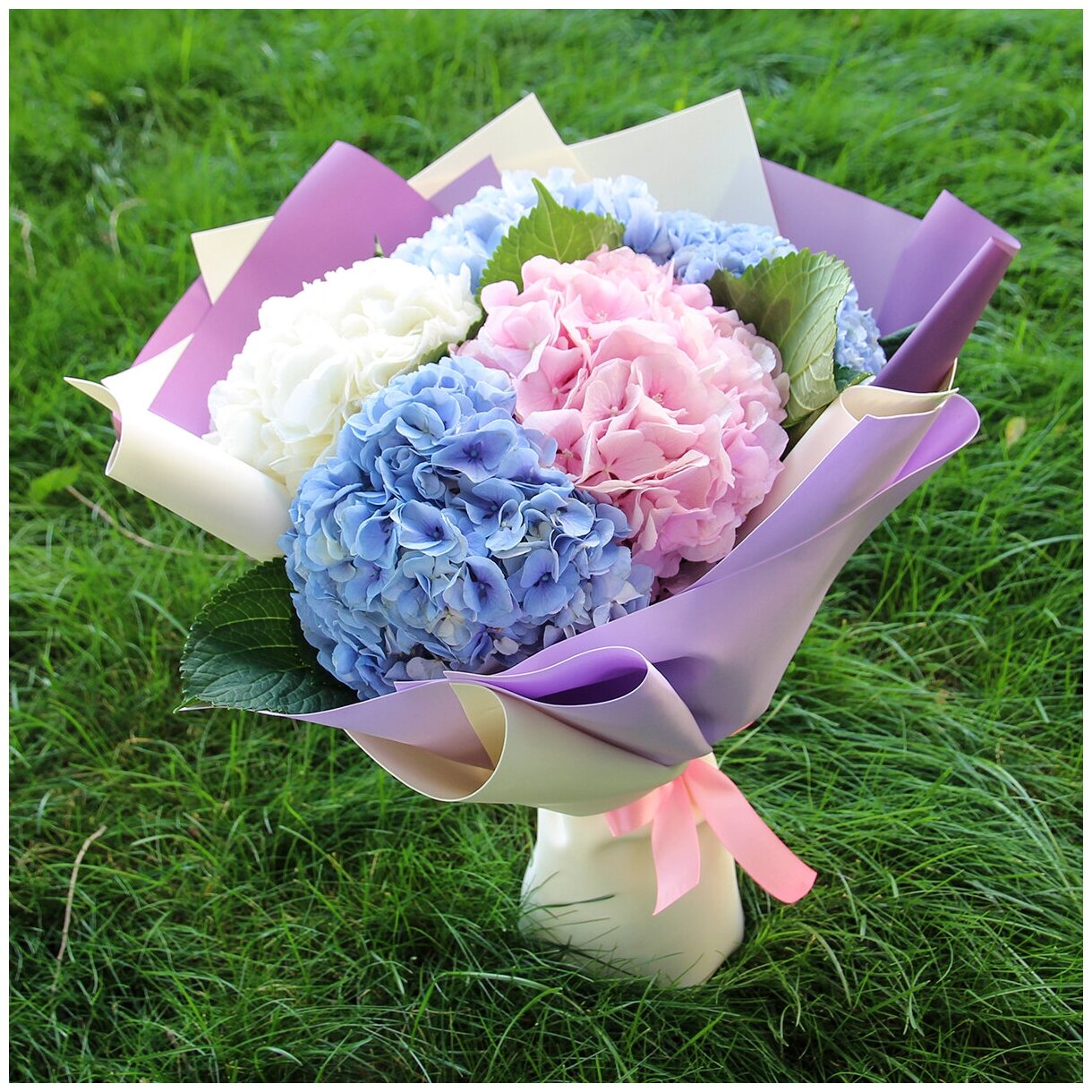 5 гортензий микс