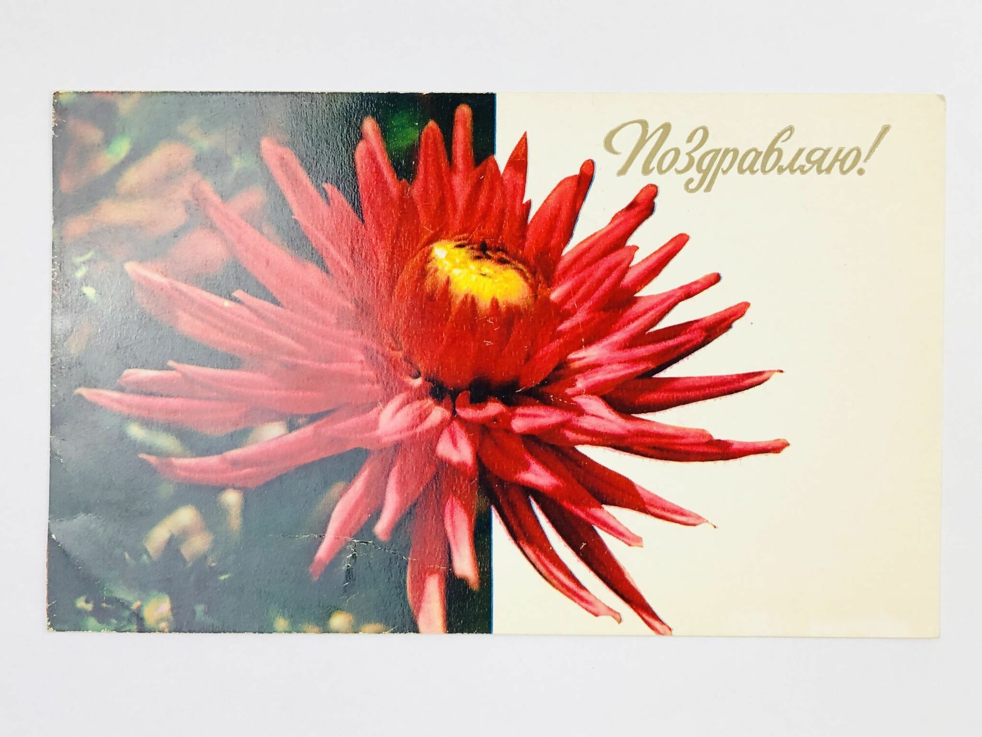 Поздравляю! Красный цветок. Открытка