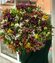 Букет Well Flowers "Альстромерии", альстромерии, круглый, XXL, в пленке, 101 цве...