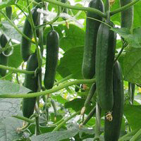 Семена огурцов Екатерина F1 (0,2 гр.)