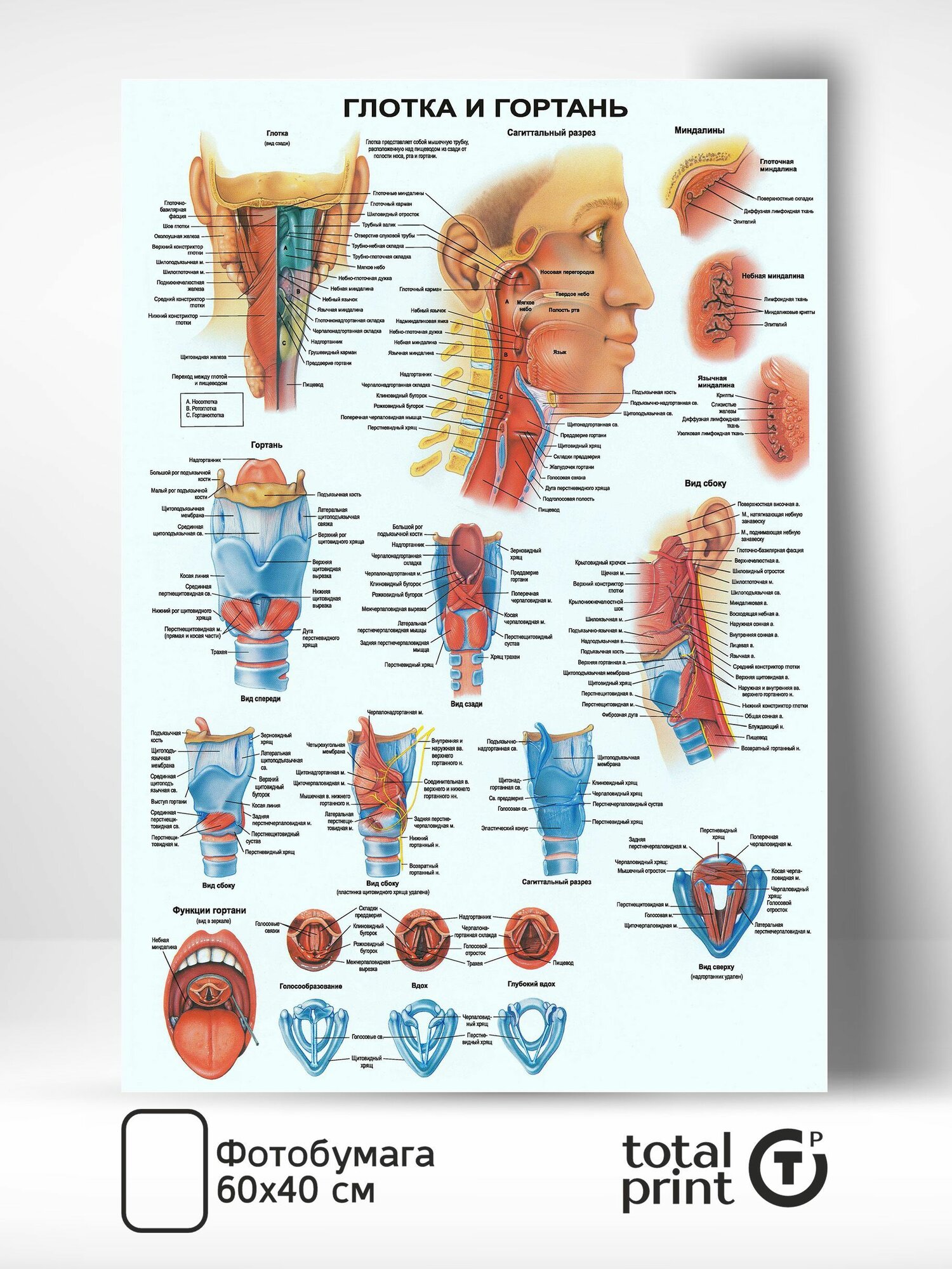 Постер на медицинскую тематику, 60х40см, Глотка и гортань, TotalPrint