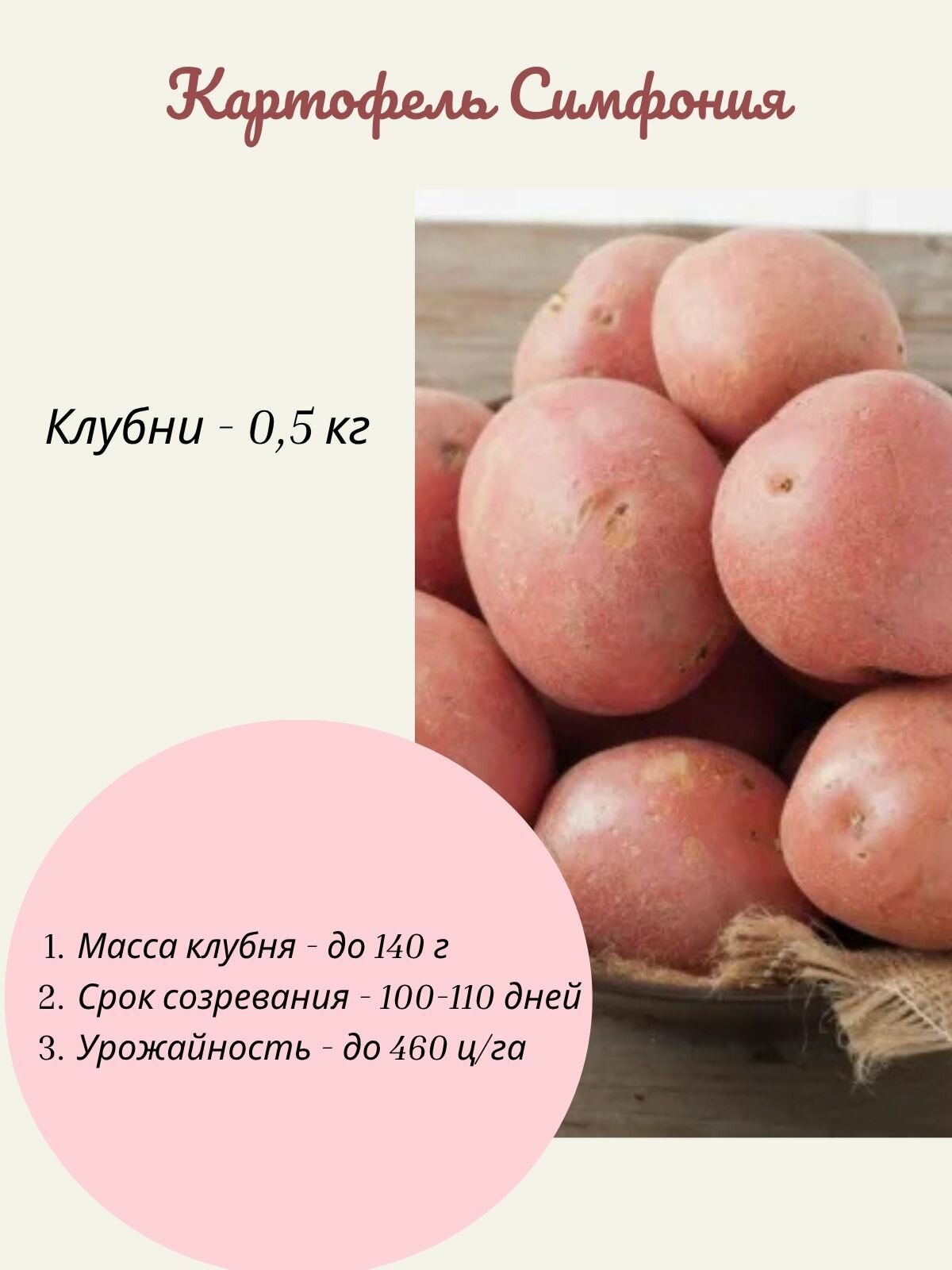 Картофель красный Симфония 0,5 кг на посадку