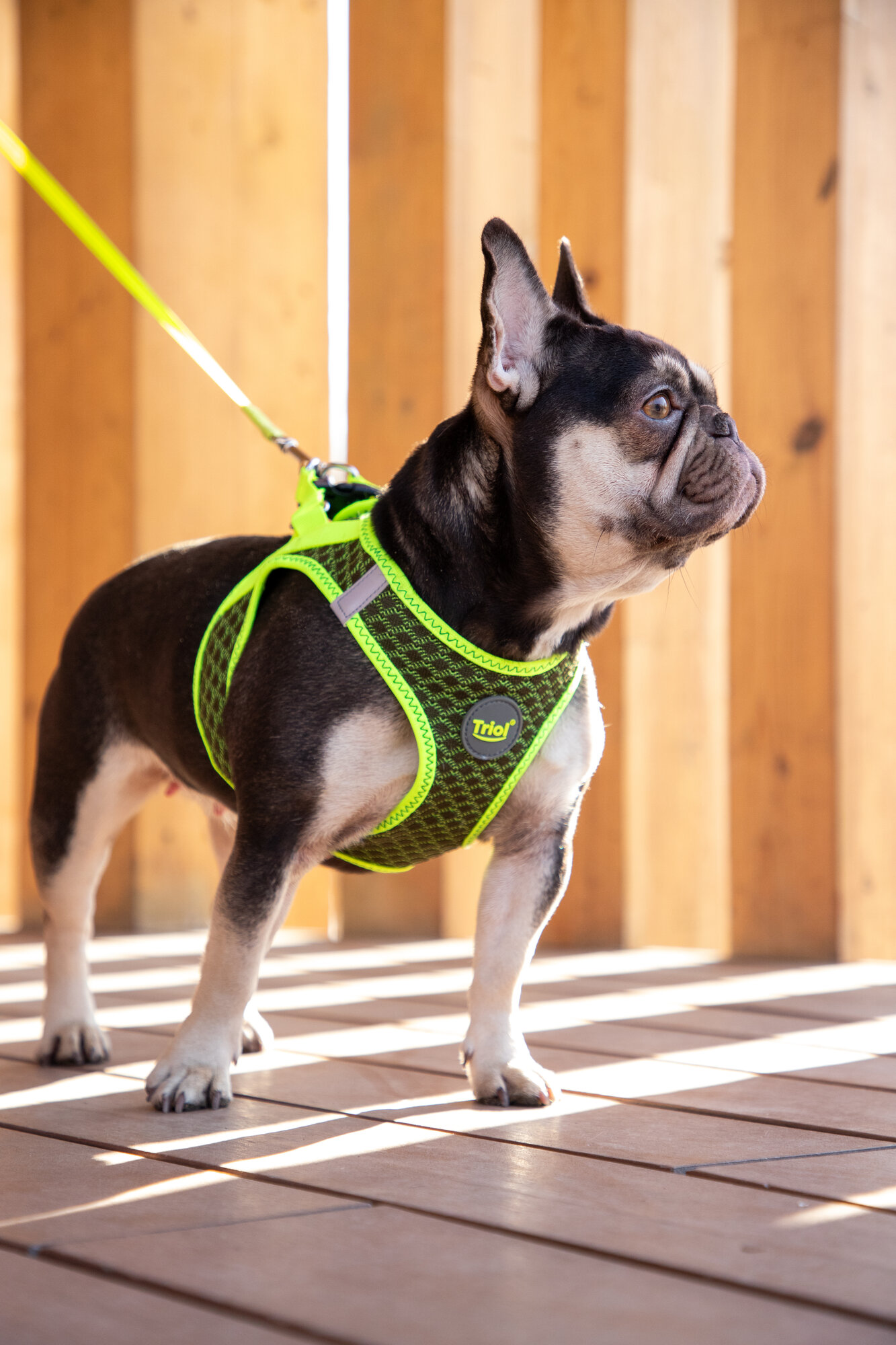 Шлейка для собак мелких пород "Нео", мягкая, со светоотражающими элементами, размер S, обхват груди 37-40см