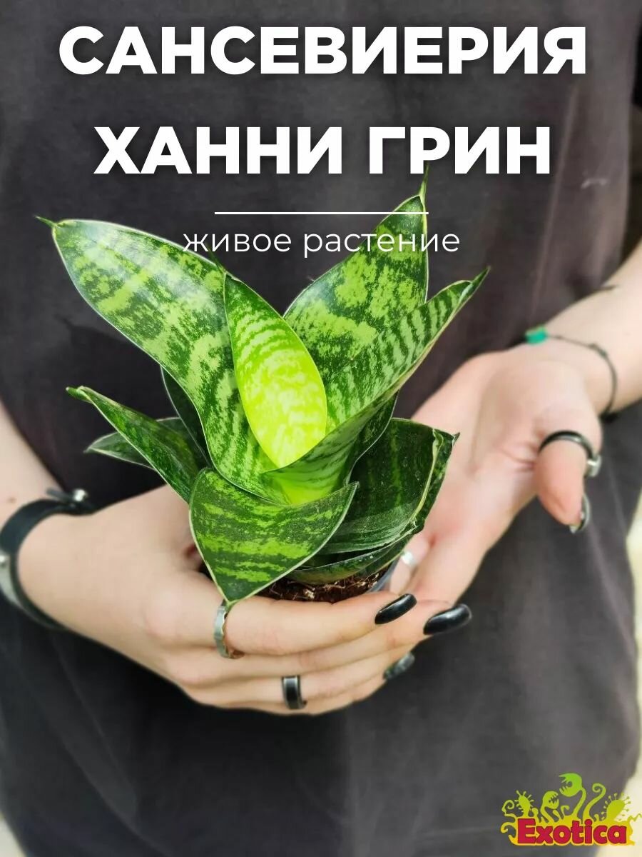 Сансевиерия Ханни Грин (Sansevieria Hahnii Green) D6см, растение в горшке