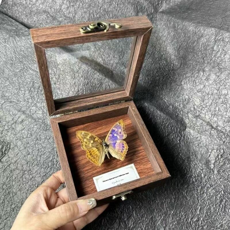Настоящие экземпляры бабочек, образцы насекомых, трехмерная рамка