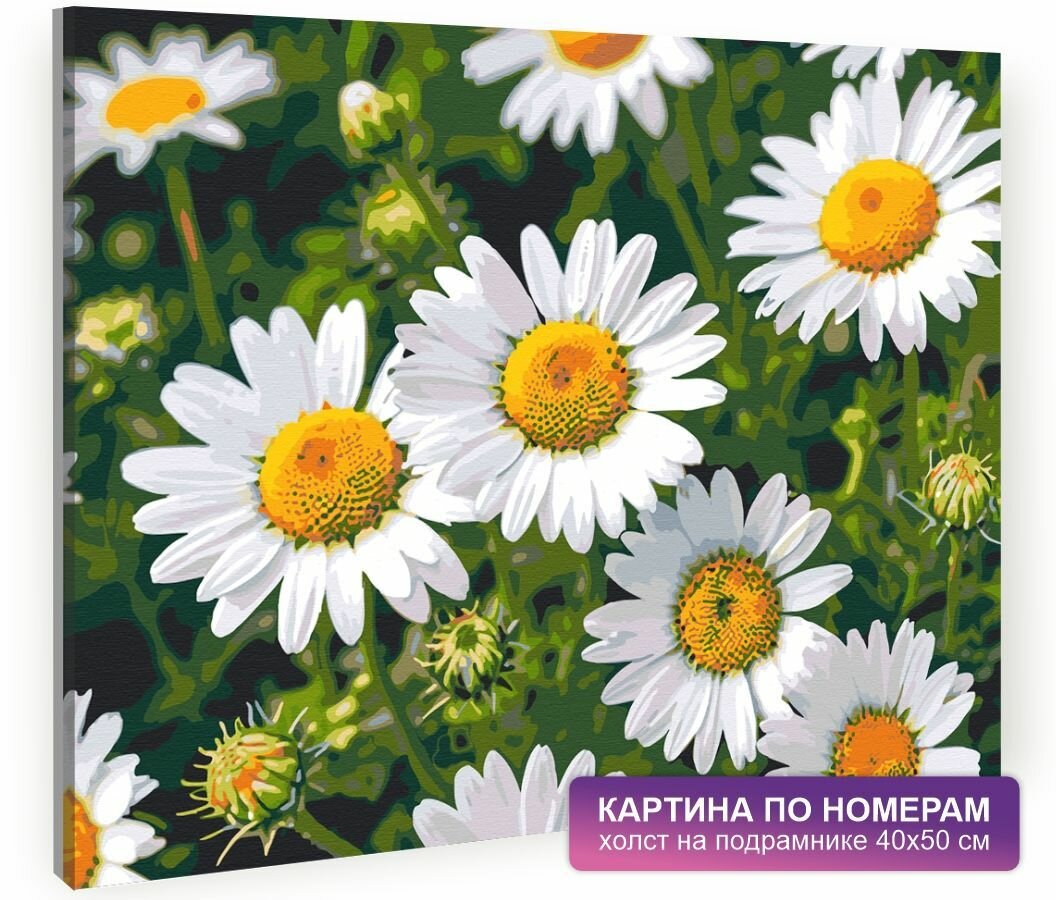 Картина по номерам на холсте с подрамником 40х50 см. Цветы, букеты. "Ромашки", арт. 5073/