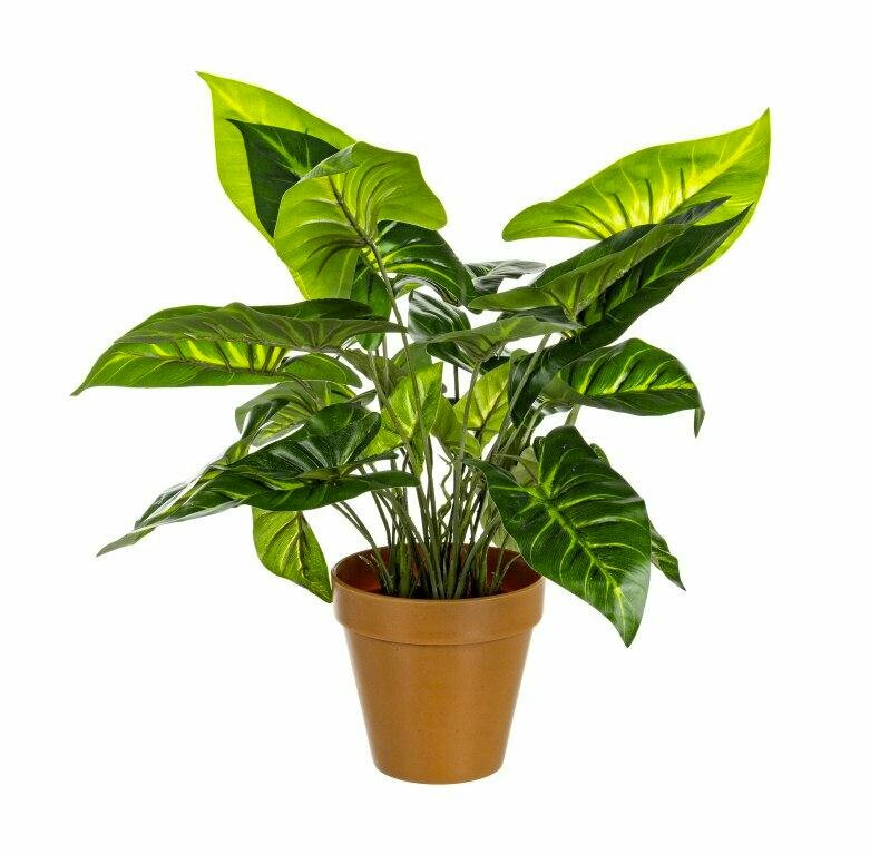 Растение декоративное BIZZOTTO CALADIO GREEN 0172394 450h