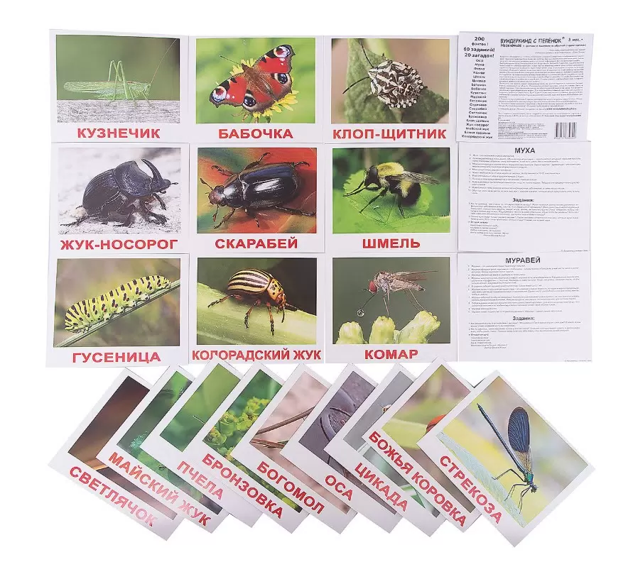 Набор карточек Вундеркинд с пеленок Насекомые