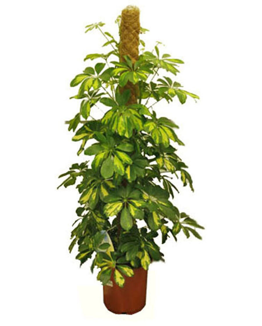 Шеффлера Голд Капелла - Schefflera gold capella D24 H120