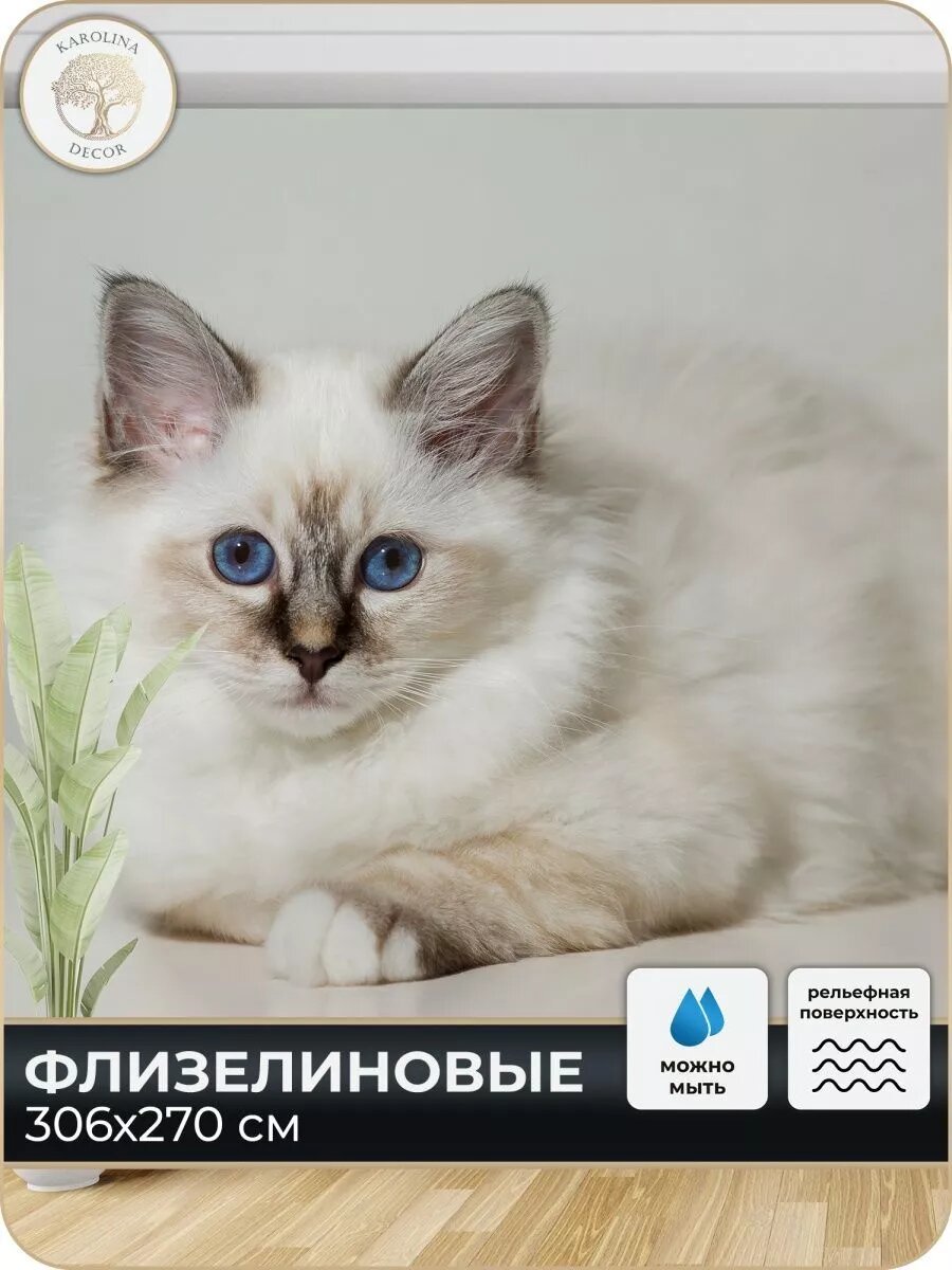 Фотообои 3D "Кот" 300х270