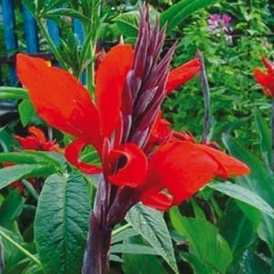 Канна Strasbourg 1 шт. луковицы, клубни, корни цветов