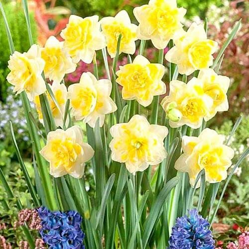 Нарцисс Свит Пампонетт 8шт.