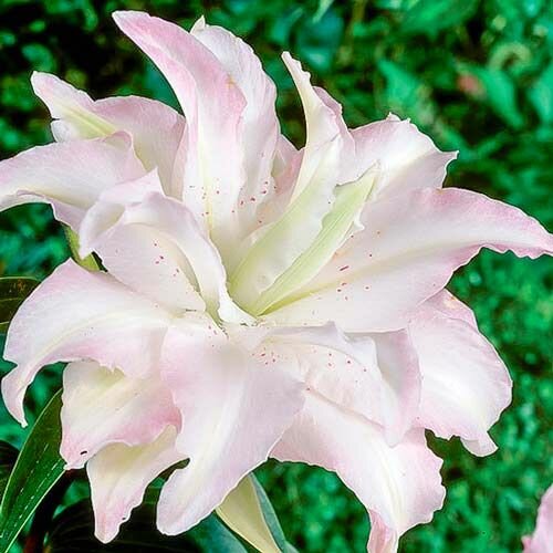 Лилия восточная махровая Мисс Люси; Луковица