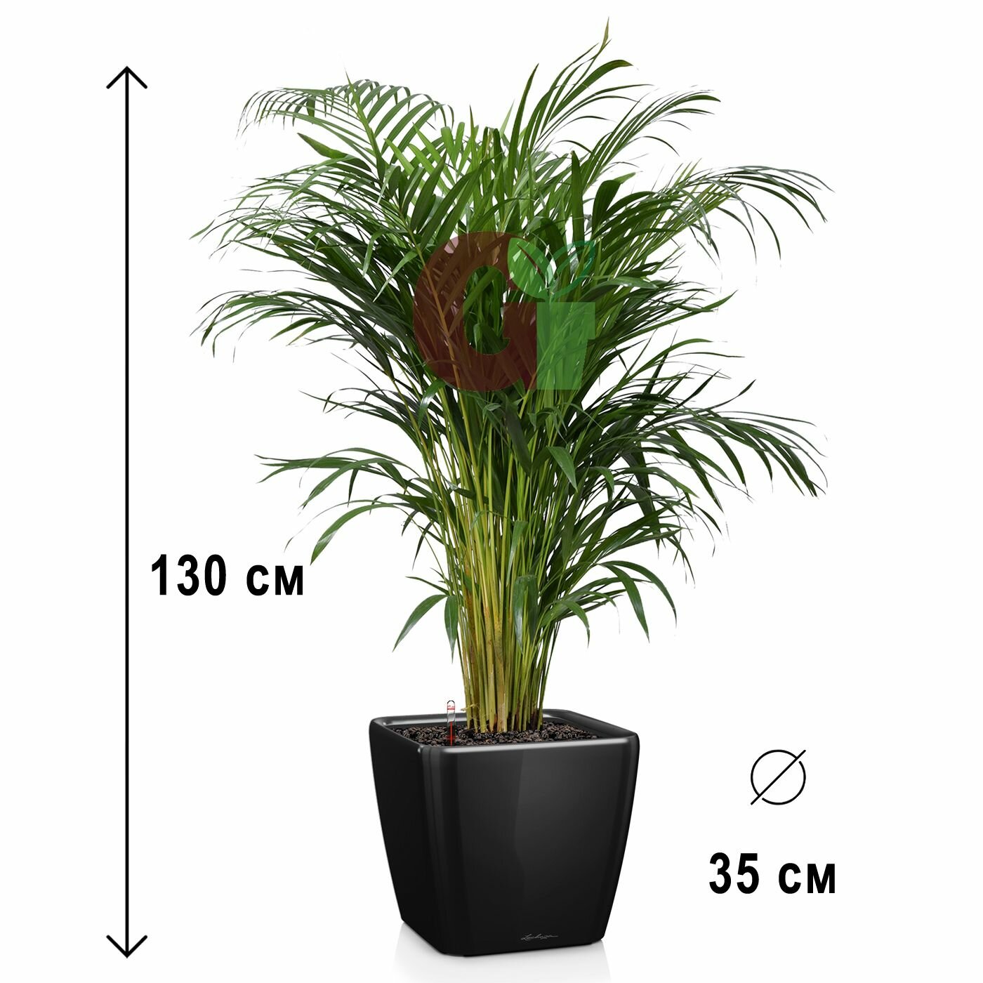 Пальма Арека в кашпо LECHUZA Quadro черный с автополивом, высота композиции 120-130см