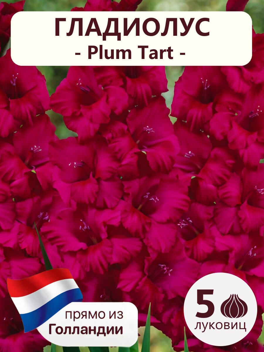 Гладиолусы луковицы крупноцветковые Плум Тарт (Plum Tart), 5 шт