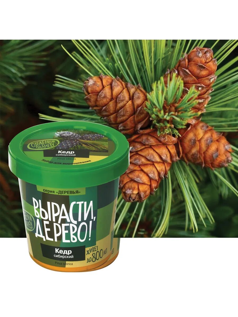 Набор для выращивания кедра сибирского