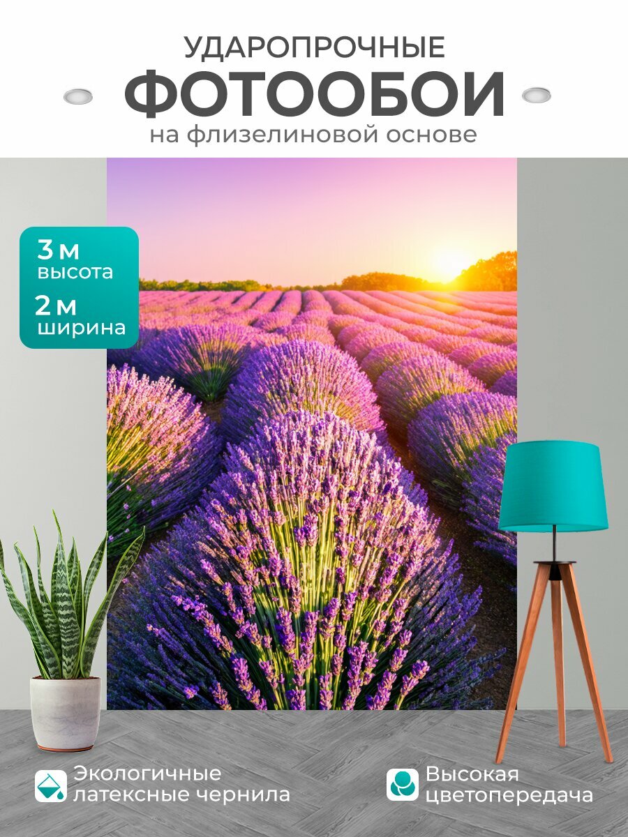 Фотообои моющиеся ударопрочные "Рассвет на цветущем поле лаванд, где яркие оттенки розового и фиолетового соединяются в гармоничном сочетании, в" 200x300 см. флизелиновые на стену