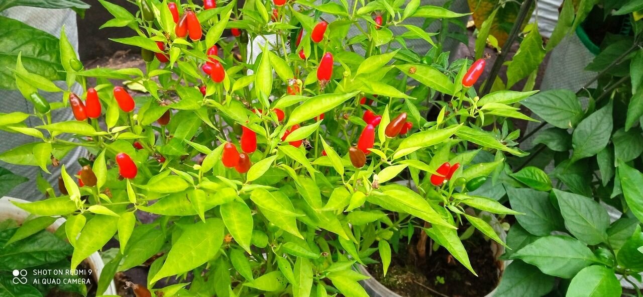 Семена Острого перца Zimbabwe Birds Eye 7шт+ бонус