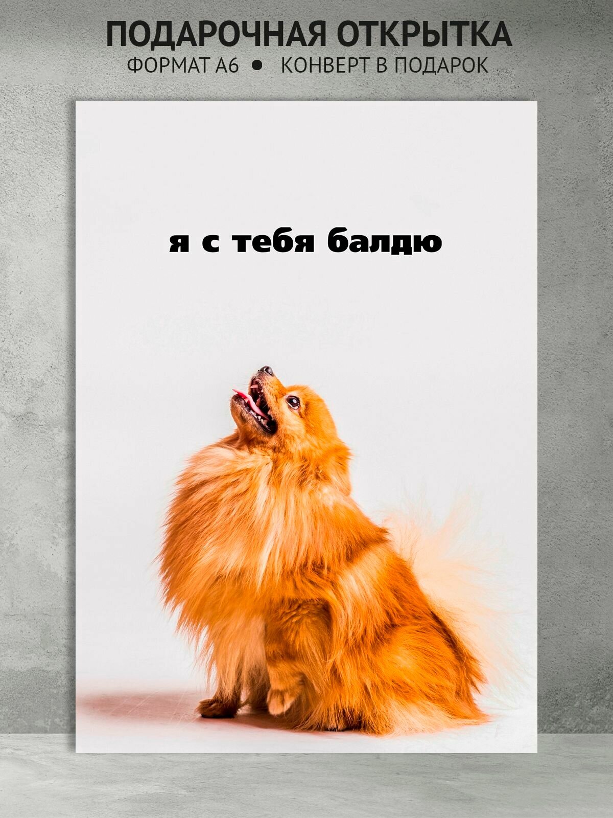 Подарочная открытка с уникальной иллюстрацией шпиц "Я с тебя балдю" с днем рождения, с юбилеем, без повода