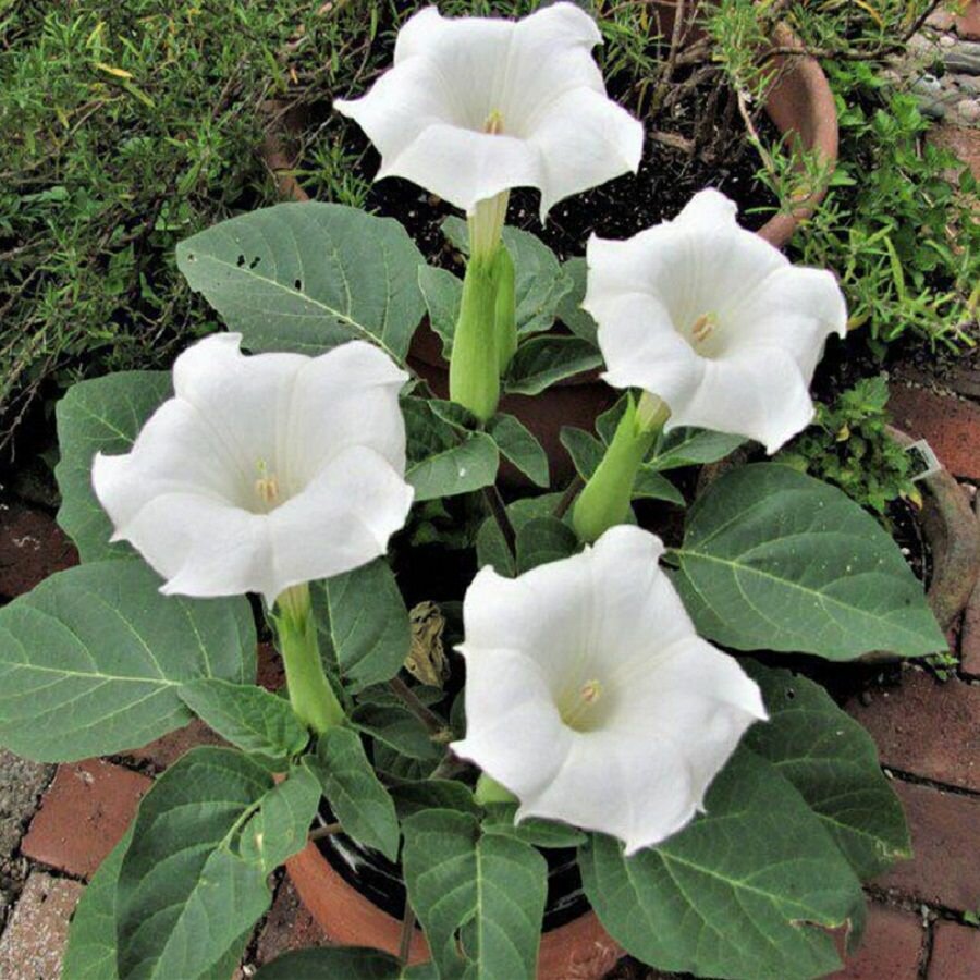 Датура белая, семена