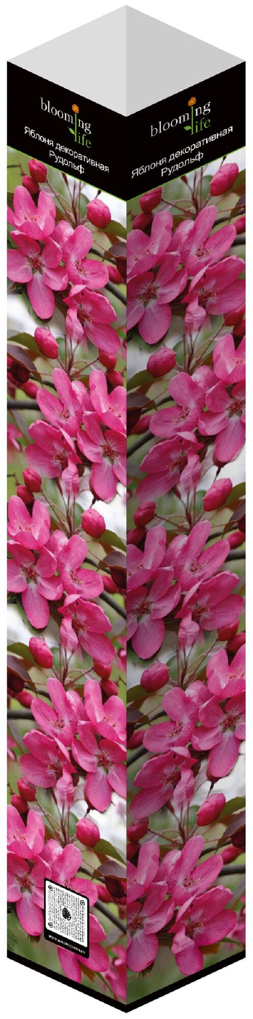 Яблоня декоративная Рудольф