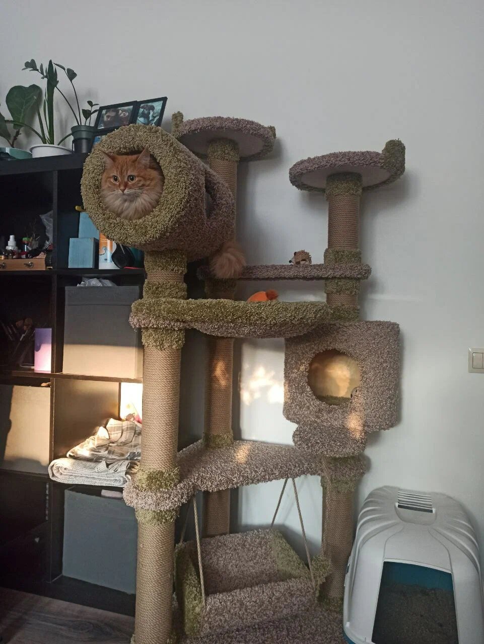 Игровой комплекс Когтеточки Киров, с лежанкой, когтеточкой-домиком, 160x60x60 см