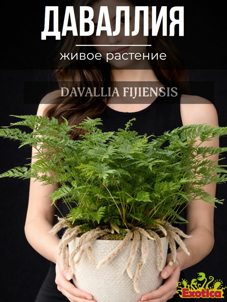 Даваллия Фиджийская (Davallia Fijiensis) D8,5см, домашний цветок