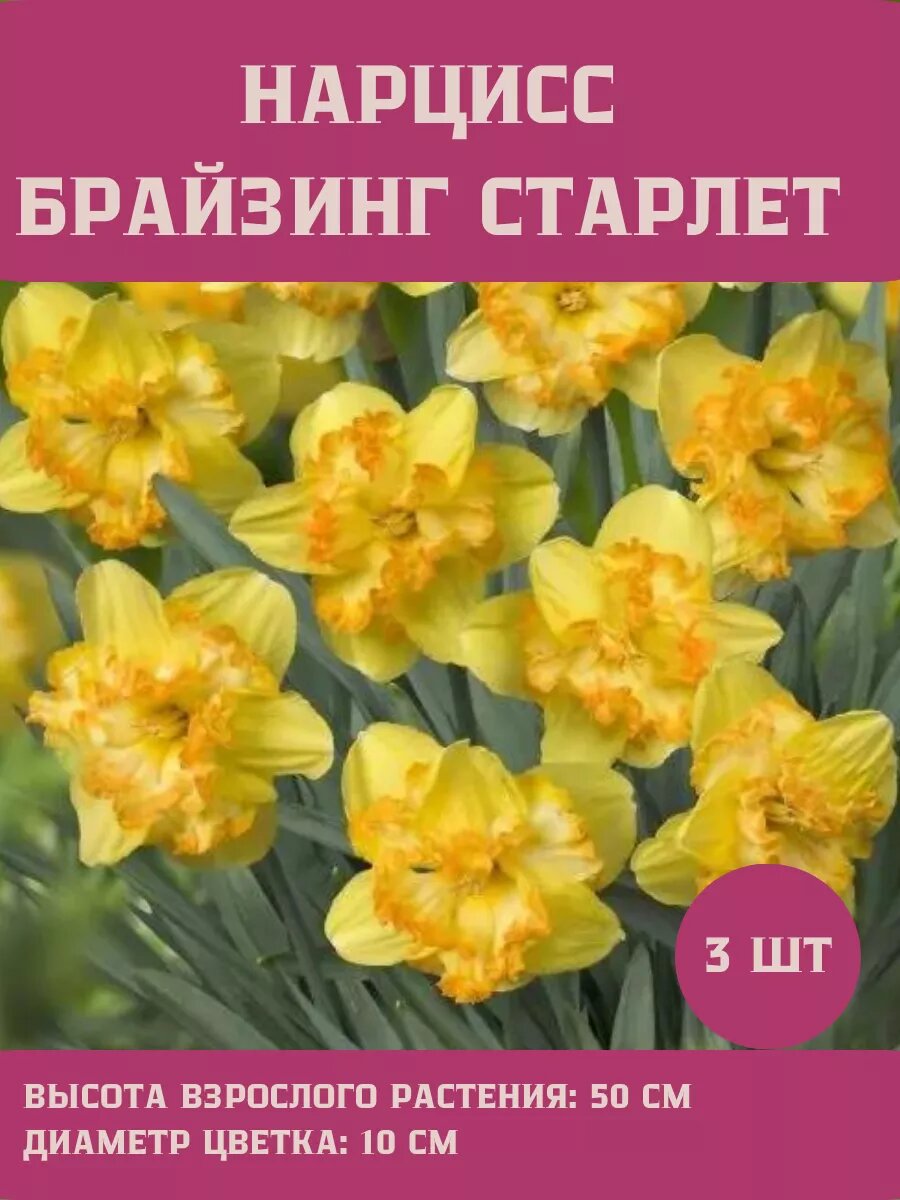 Нарцисс крупнокорончатый махровый трубчатый